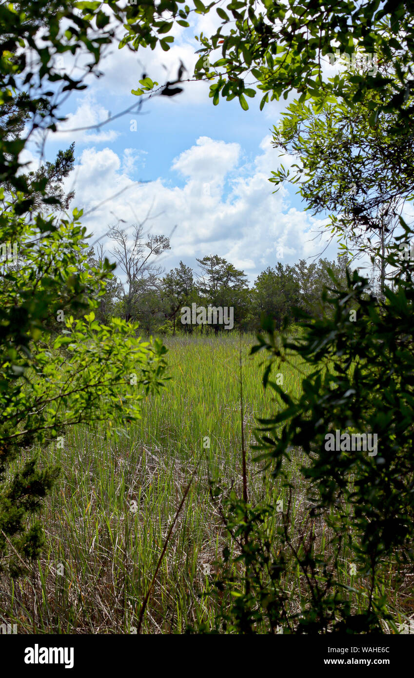 Coastal grass scene hi-res stock photography and images - Alamy