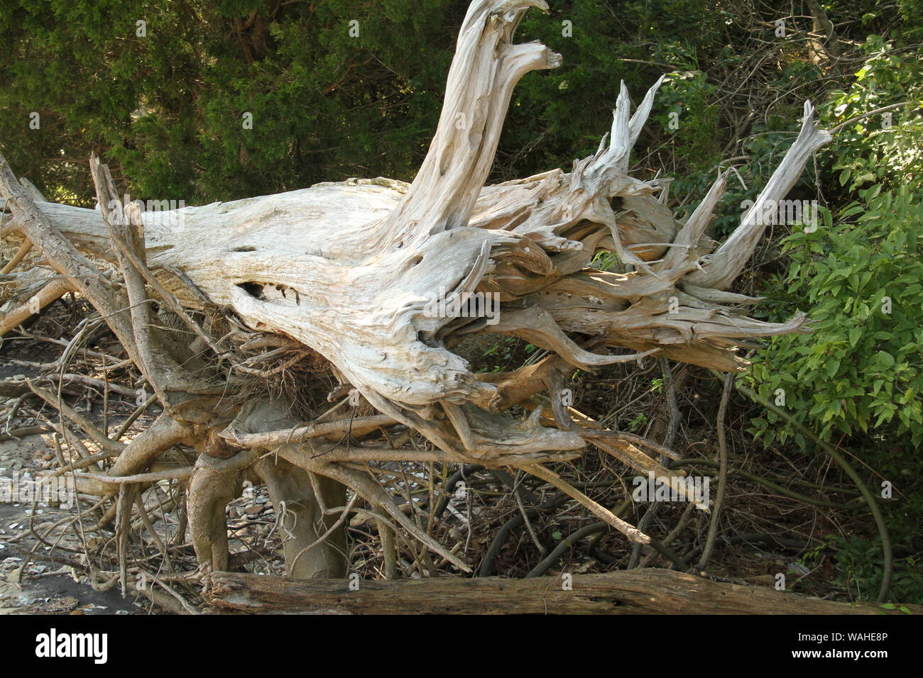 Tree roots on sand hi-res stock photography and images - Alamy