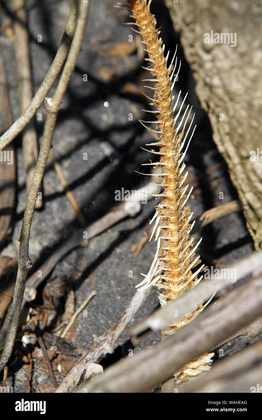 Dried fish skeleton on the shore of James River in VA, USA Stock Photo ...