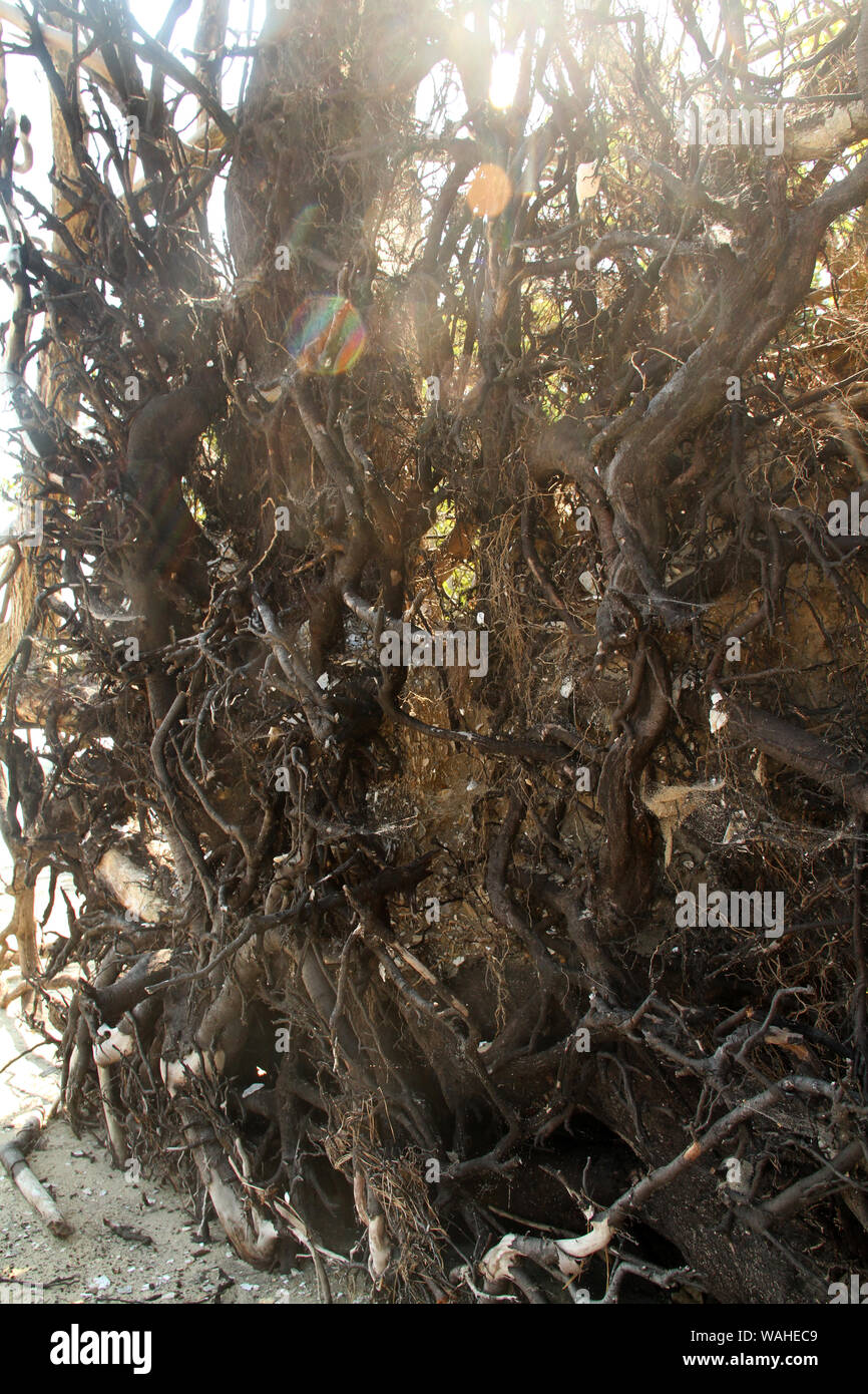 Dried tree roots hi-res stock photography and images - Alamy