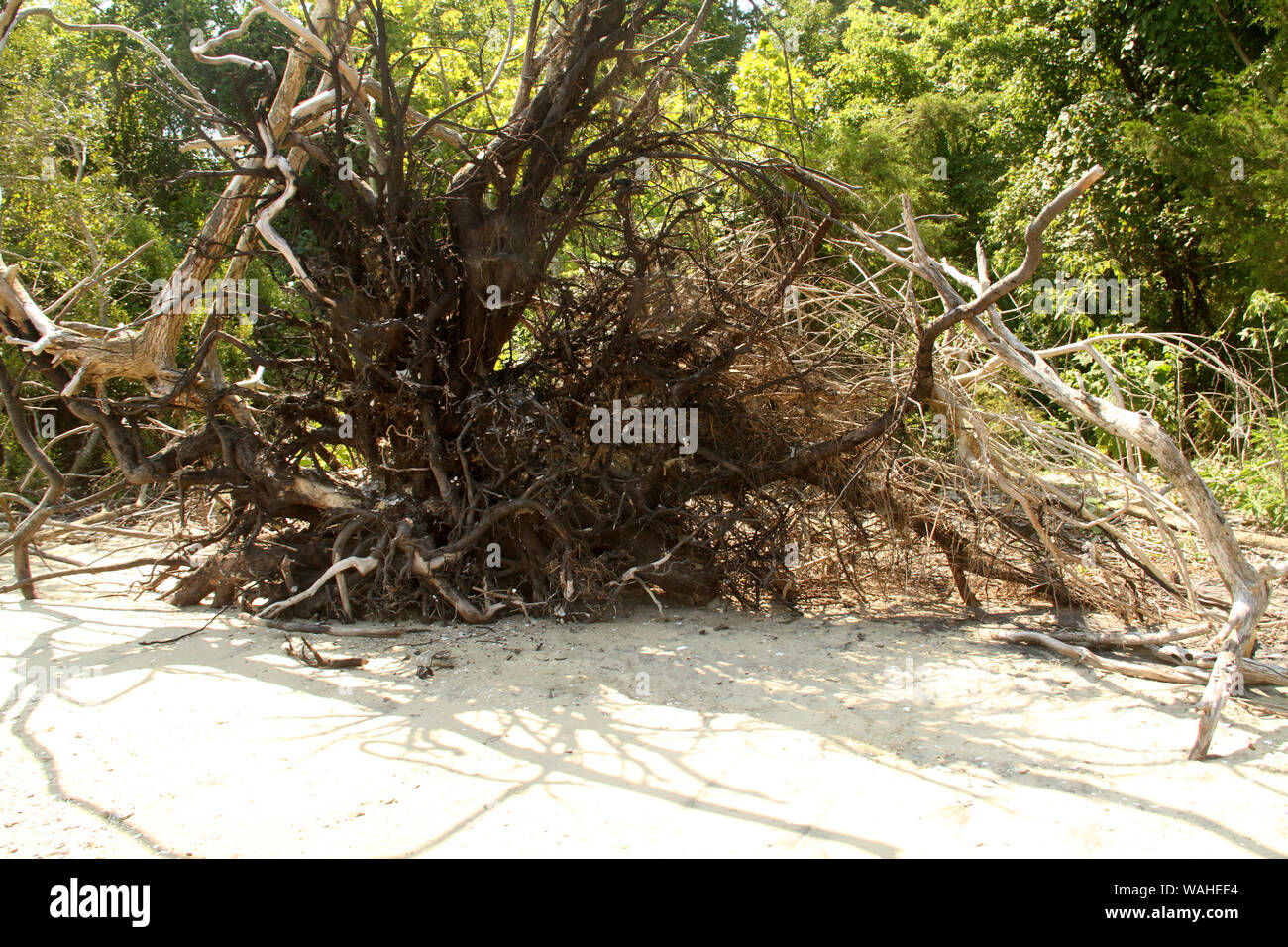Dry roots of large fallen tree on the shore of James River in Virginia ...