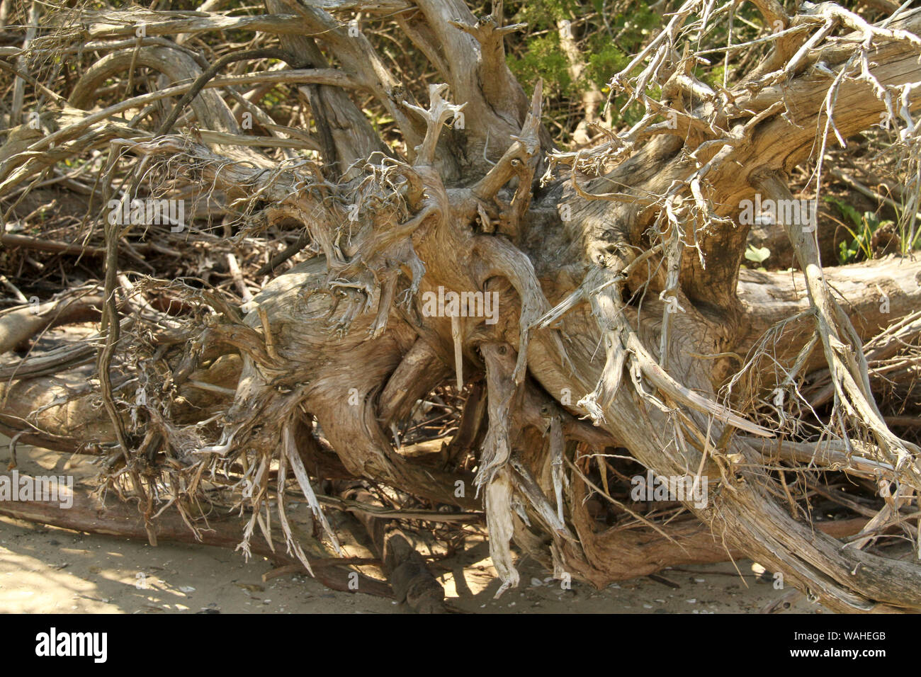 Dry roots of large fallen tree on the shore of James River in Virginia ...