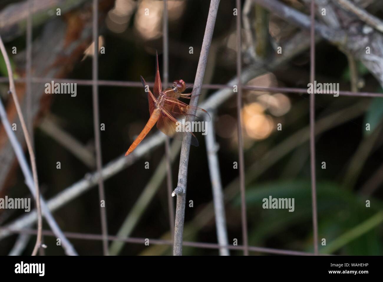 Dragonfly red insect wildlife hi-res stock photography and images - Alamy