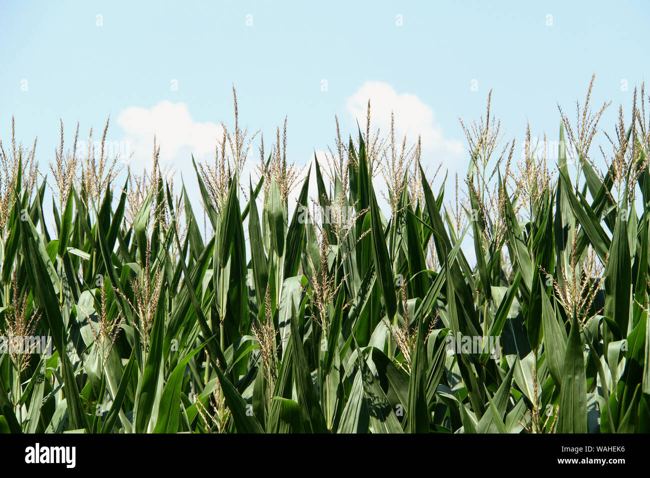 North carolina farms hi-res stock photography and images - Alamy