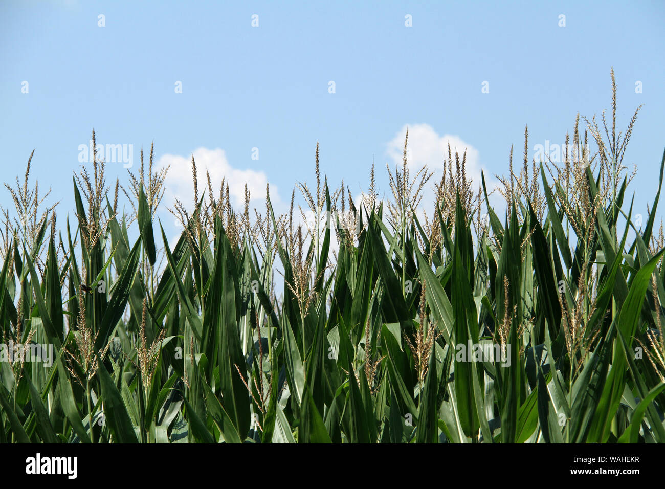 Corn maize in summertime in North Carolina, USA Stock Photo - Alamy