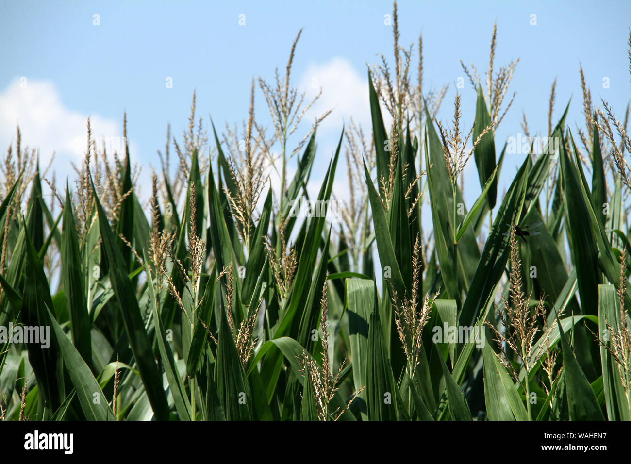 Corn maize in summertime in North Carolina, USA Stock Photo - Alamy