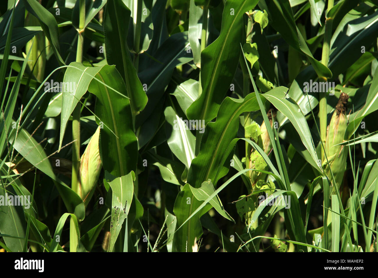 Corn farms in the countryside hi-res stock photography and images - Alamy