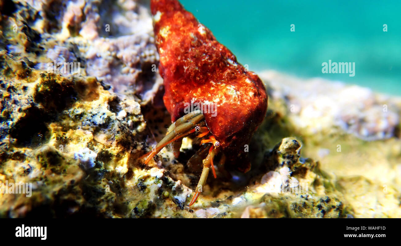 Underwater photo of Mediterranean Hermit crab - Clibanarius erythropus ...