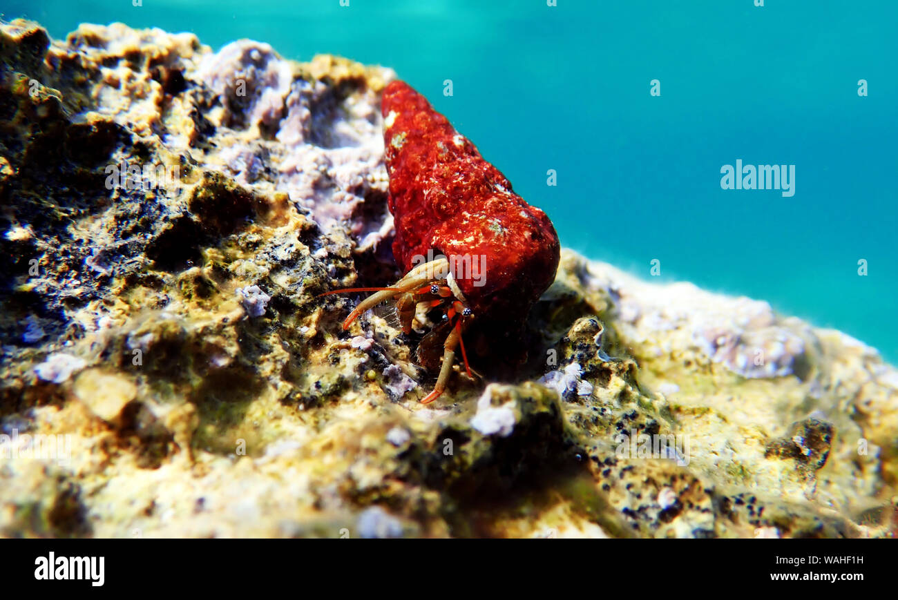 Underwater photo of Mediterranean Hermit crab - Clibanarius erythropus ...