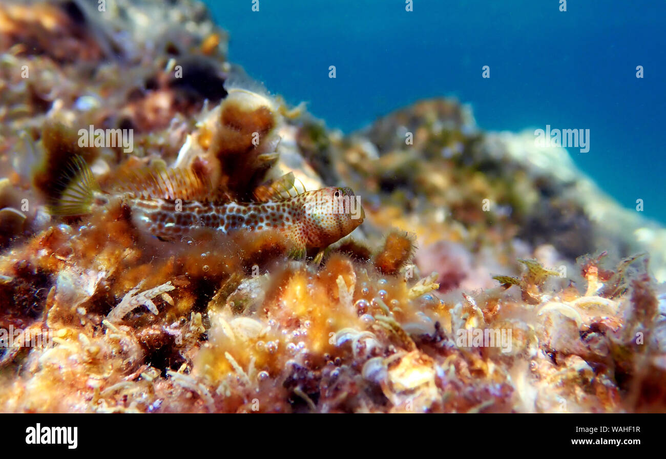 Undersea rock hi-res stock photography and images - Alamy