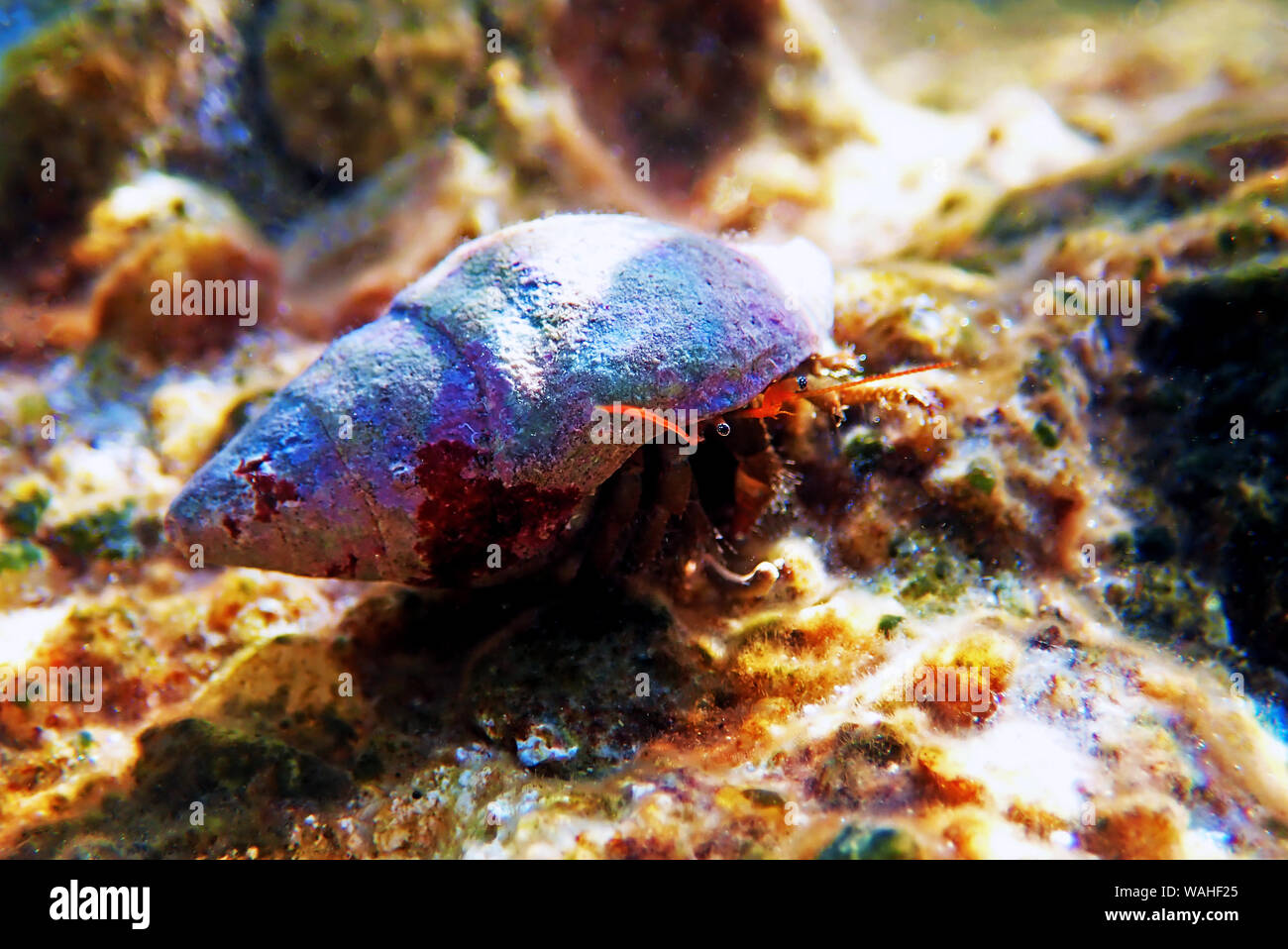 Underwater photo of Mediterranean Hermit crab - Clibanarius erythropus ...