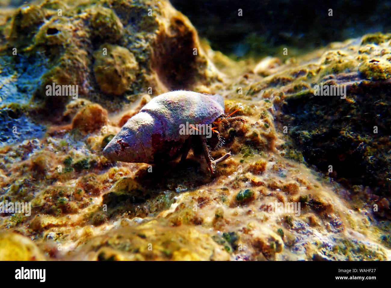 Underwater photo of Mediterranean Hermit crab - Clibanarius erythropus ...