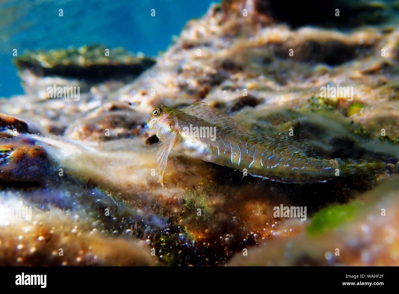 The Sphinx blenny fish - (Aidablennius sphynx Stock Photo - Alamy