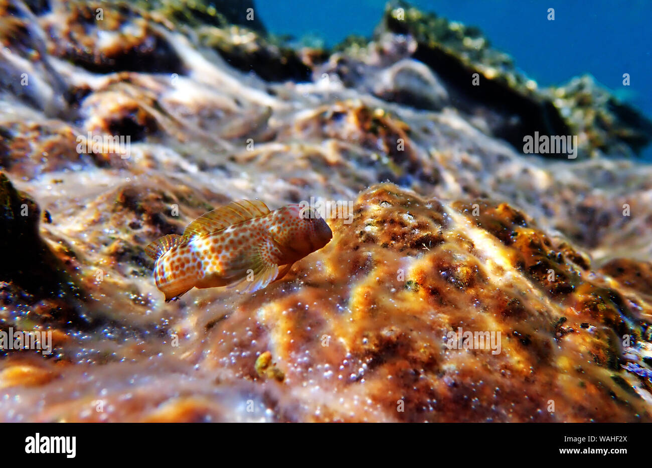Combtooth blenny fish - Microlipophrys canevae Stock Photo - Alamy