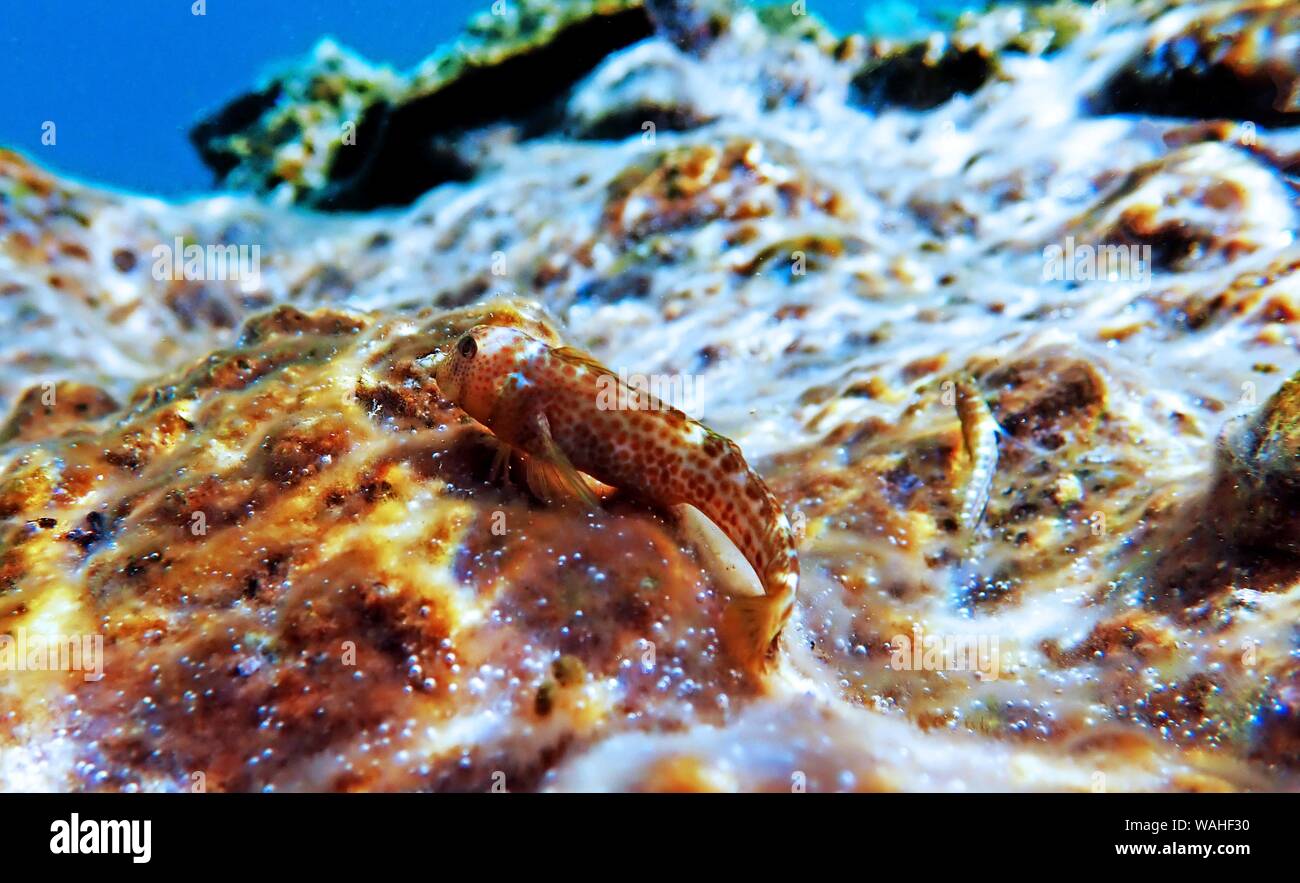 Combtooth blenny fish - Microlipophrys canevae Stock Photo - Alamy