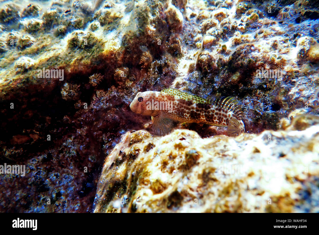 Combtooth blenny fish - Microlipophrys canevae Stock Photo - Alamy