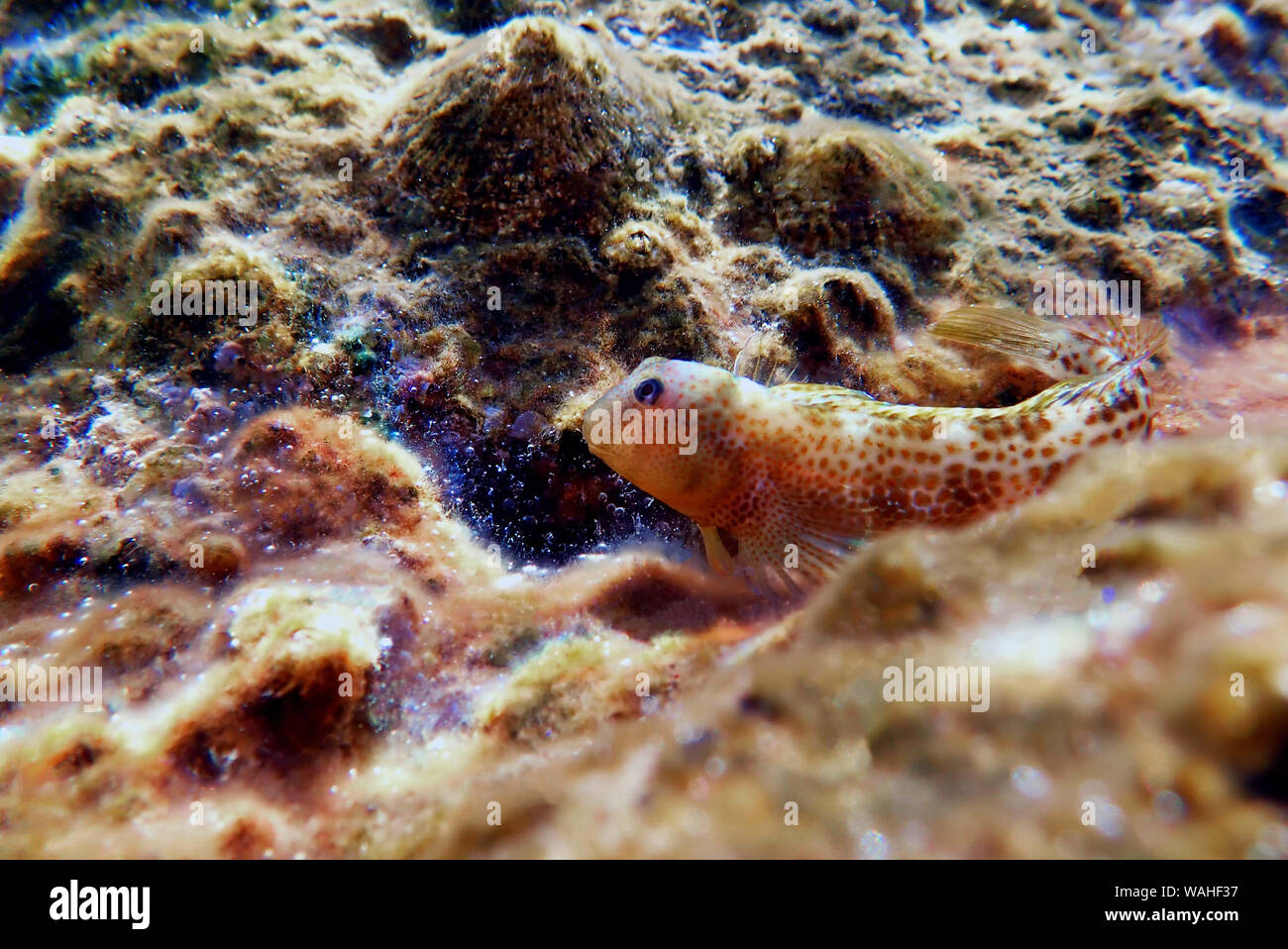 Combtooth blenny fish - Microlipophrys canevae Stock Photo - Alamy