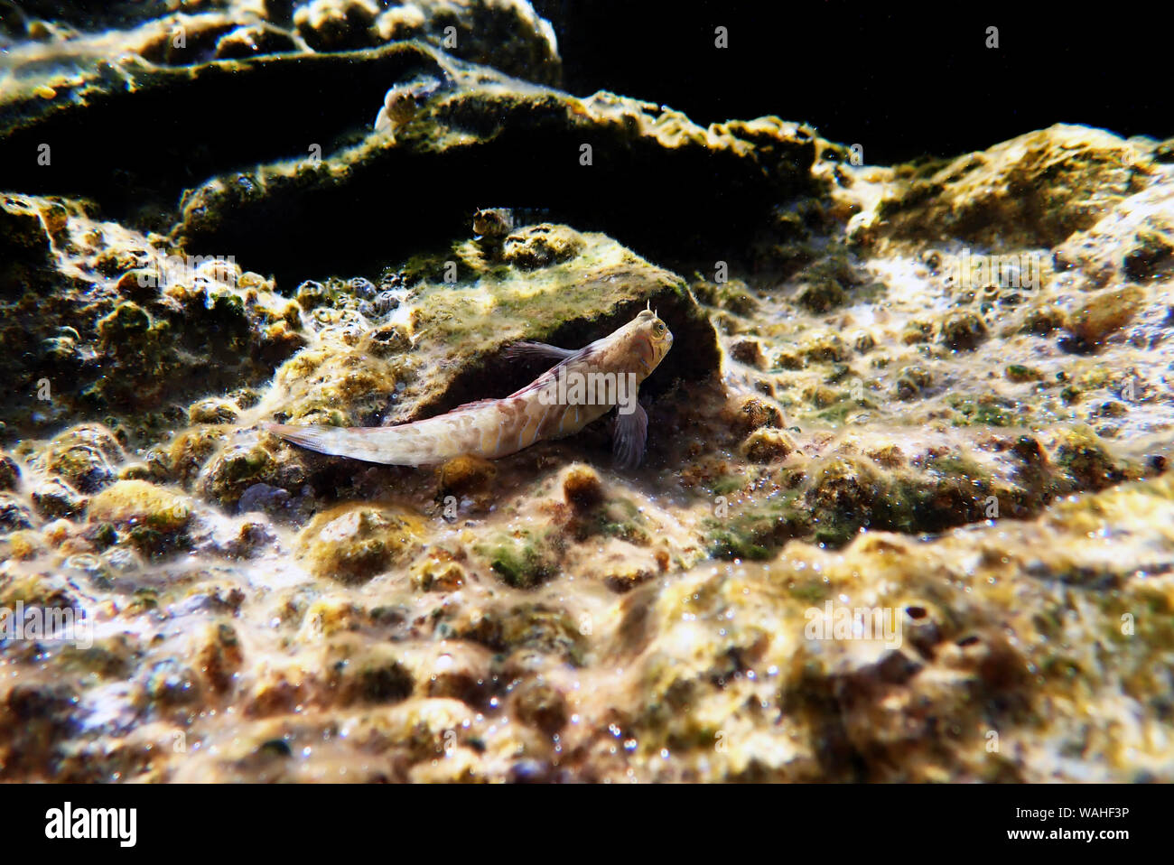 The Sphinx blenny fish - (Aidablennius sphynx Stock Photo - Alamy