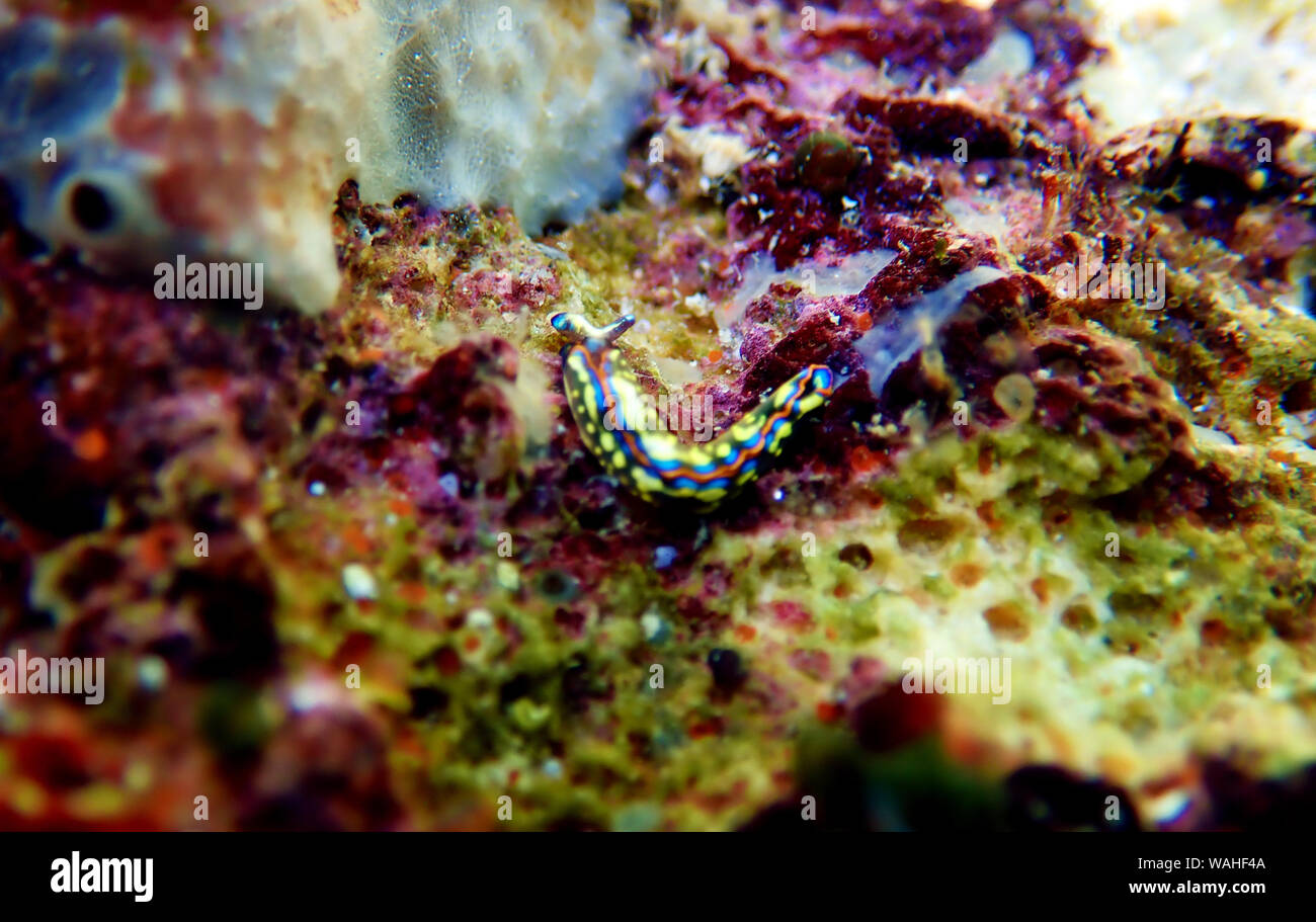 Thuridilla hopei - Sacoglossan sea slug, underwater shoot in the ...