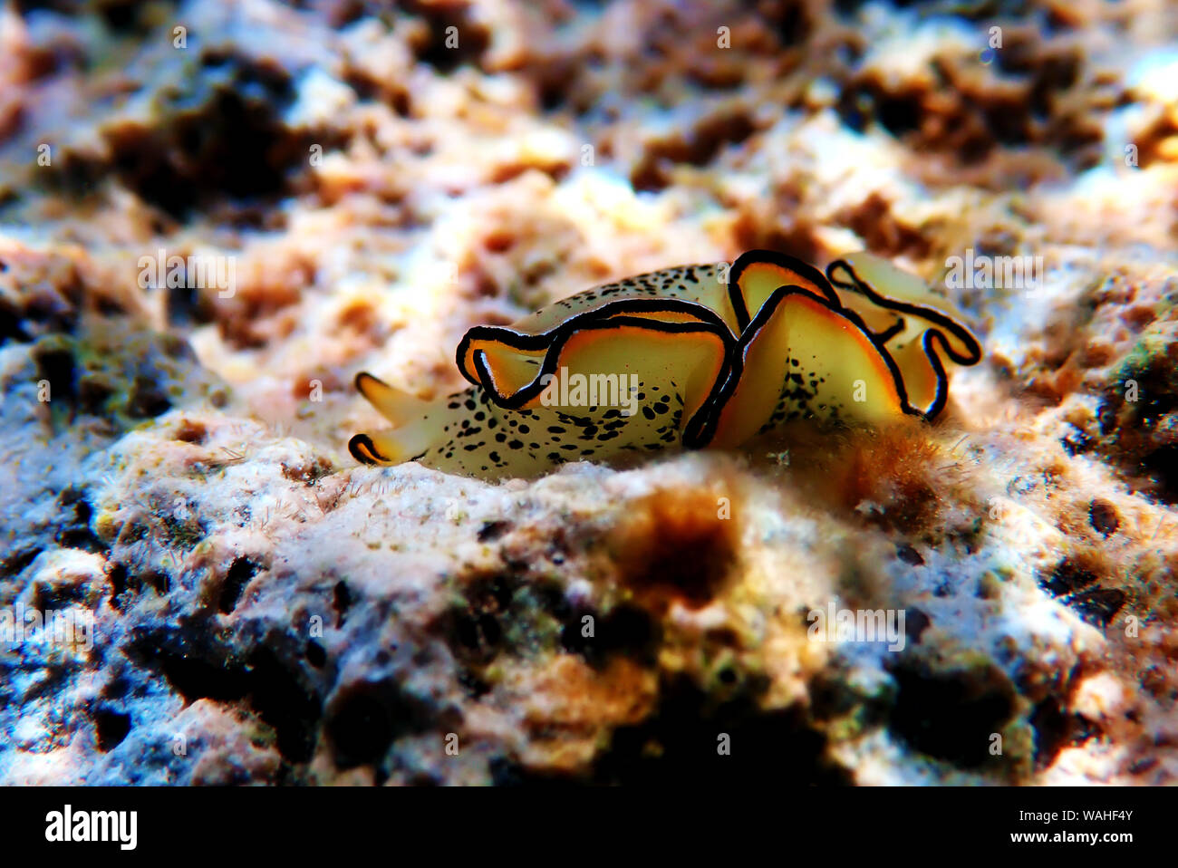 Fauna ornata hi-res stock photography and images - Alamy