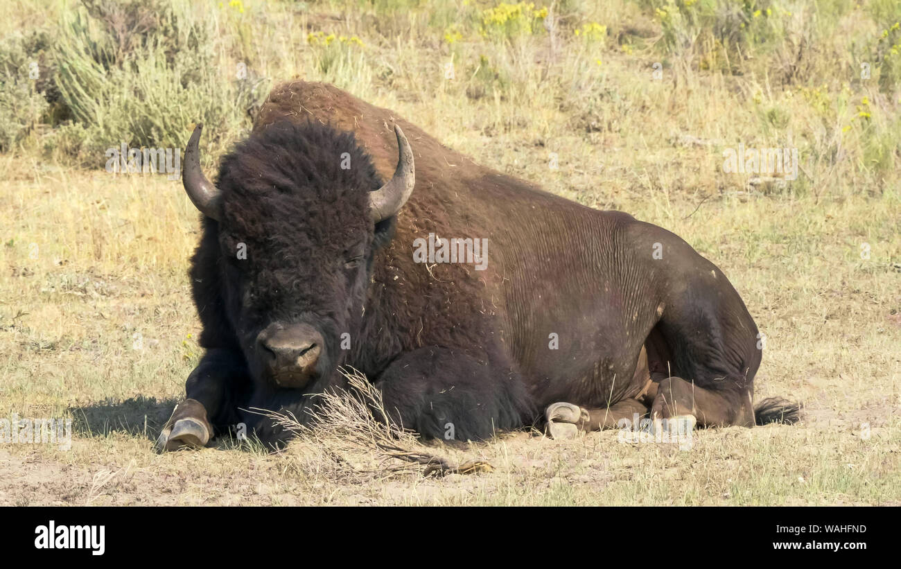large bison bull sitting on the ground in lamar valley, yellowstone ...