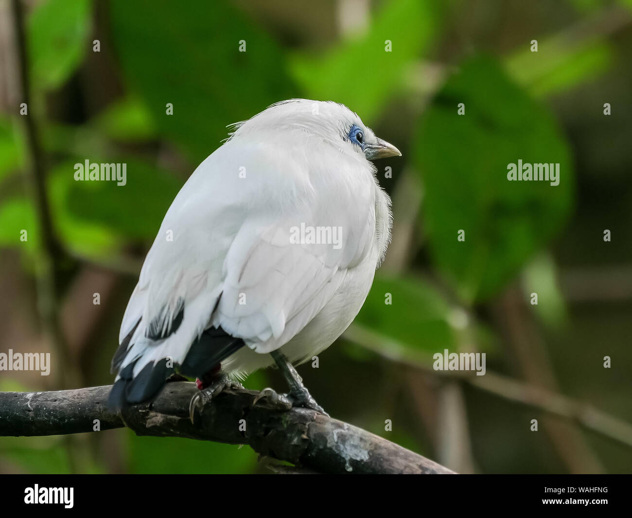 Balinese fauna hi-res stock photography and images - Alamy