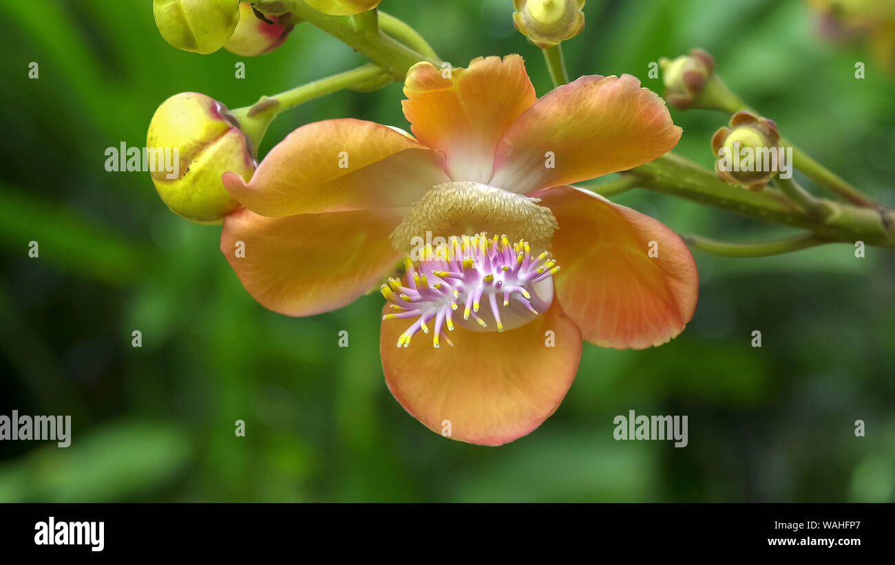 Cannon ball tree flower hi-res stock photography and images - Alamy