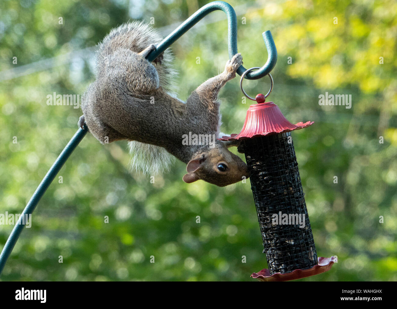 Stealing seeds hi-res stock photography and images - Alamy