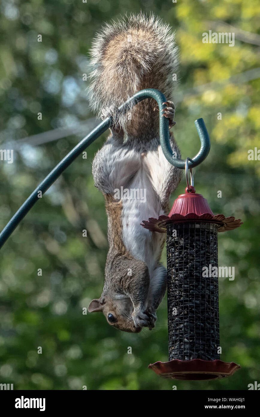 Stealing seeds hi-res stock photography and images - Alamy