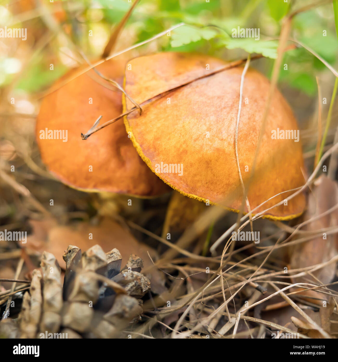 Edible mushrooms in the forest. Wild mushrooms, slippery jack, Suillus ...