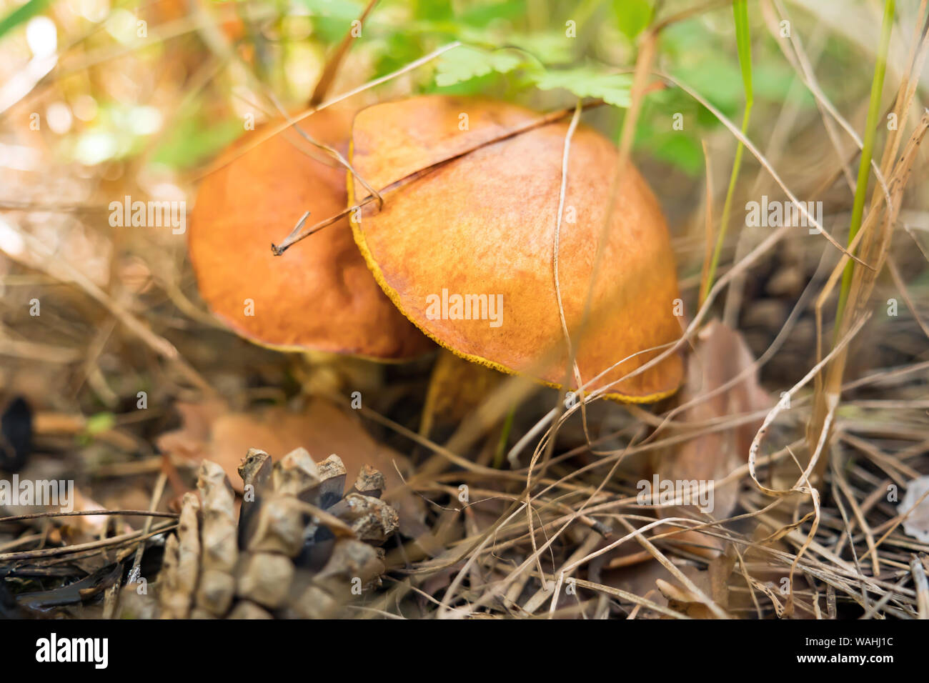 Wild mushrooms in the forest. Slippery jack, suillus luteus. Mushroom ...