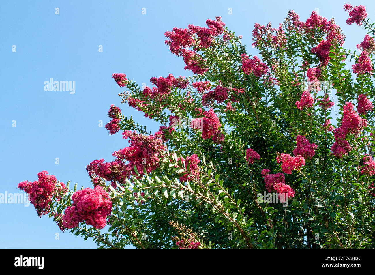 Mayflowers hi-res stock photography and images - Alamy