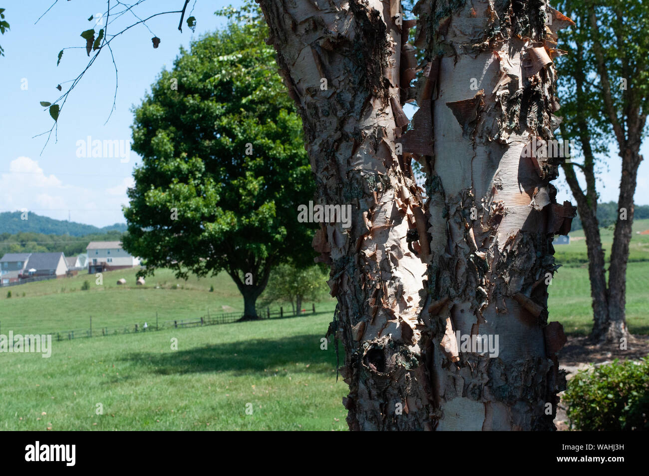 Birchwoodtree hi-res stock photography and images - Alamy
