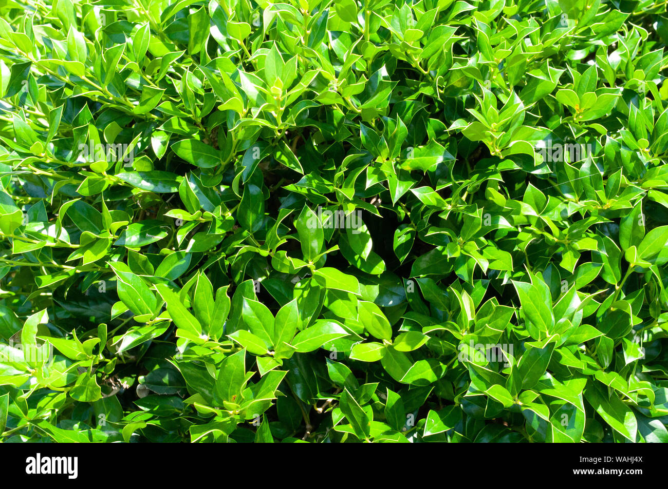 Greenbush hi-res stock photography and images - Alamy