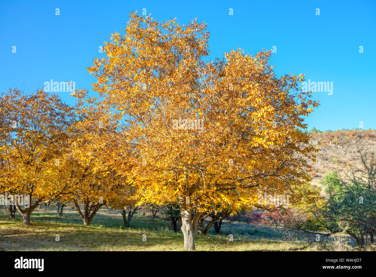 colorful walnut tree in autumn season Stock Photo - Alamy