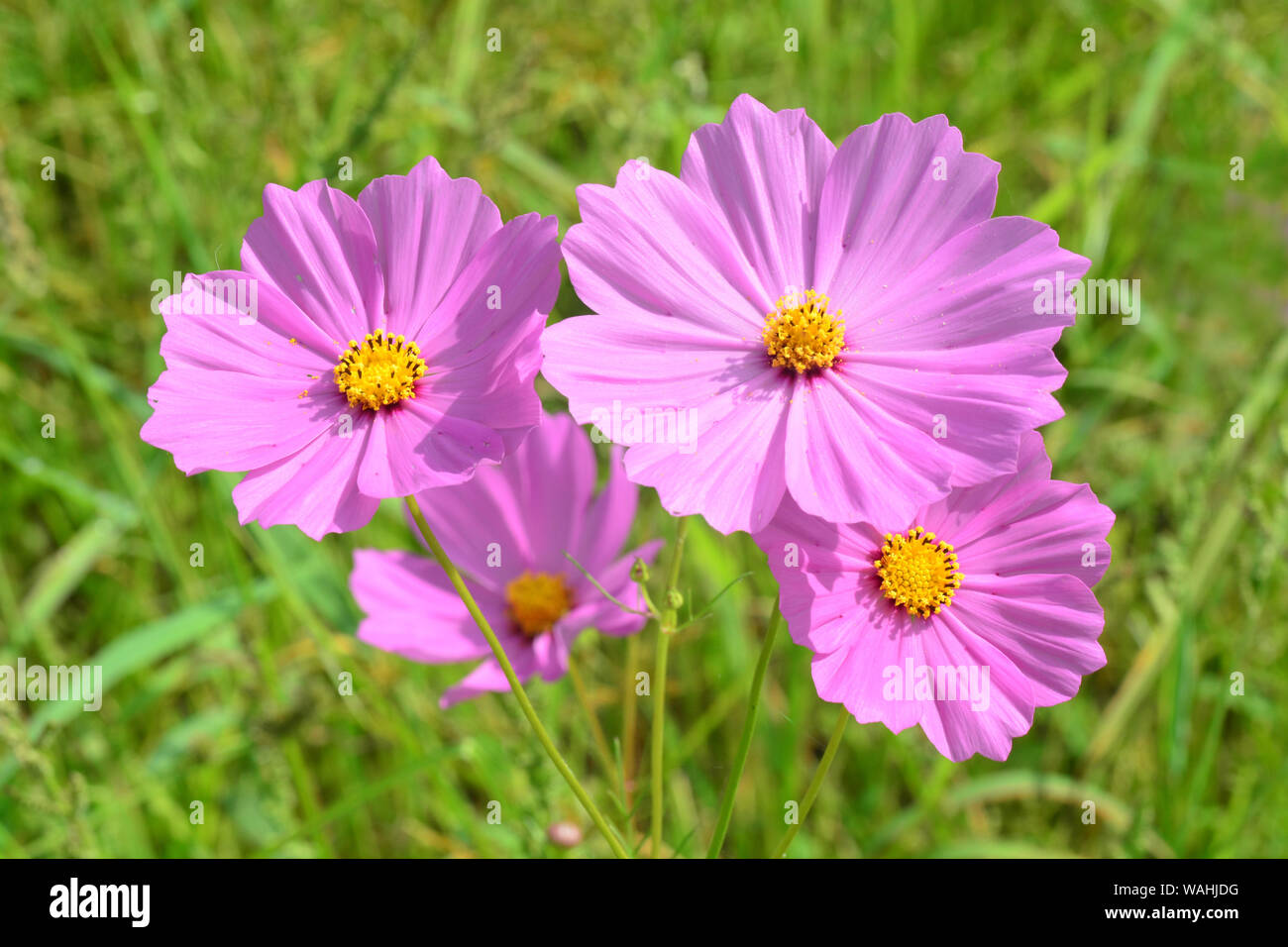 Violet color cosmos flowers hi-res stock photography and images - Alamy
