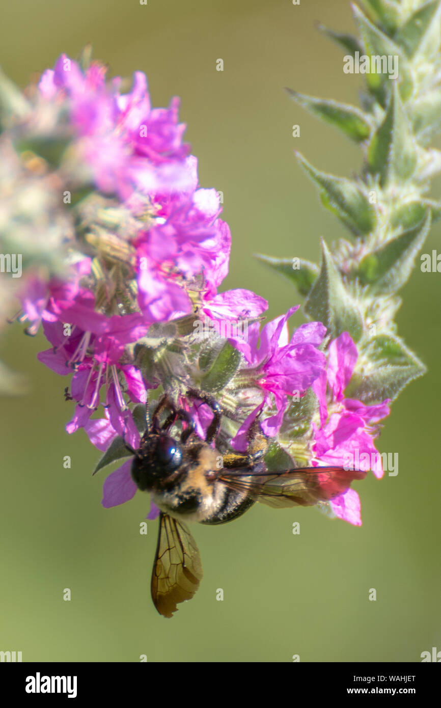 Pollinizer hi-res stock photography and images - Alamy