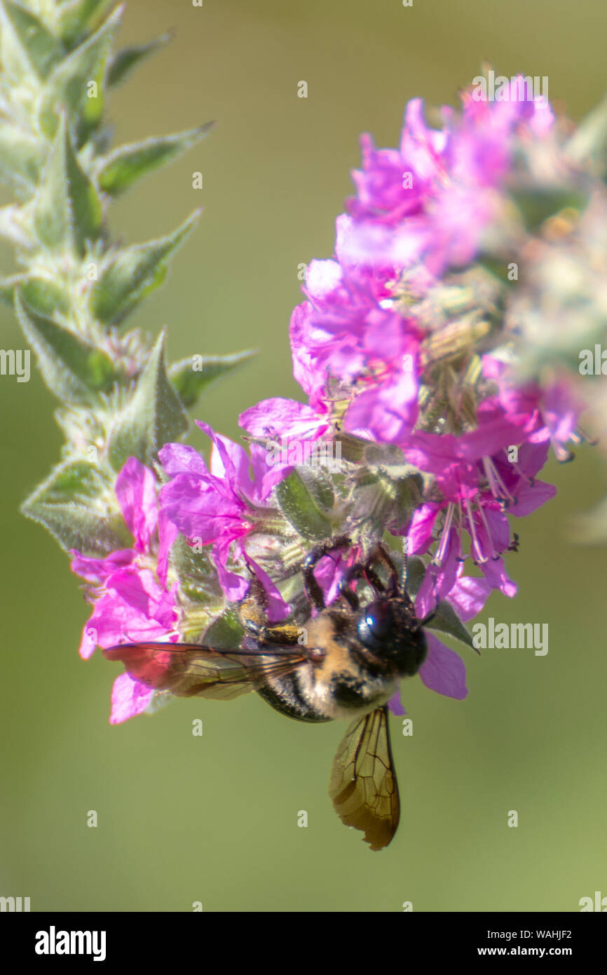Eastern Carpenter Bee (Xylocopa virginica) pollinizer on a Purple ...