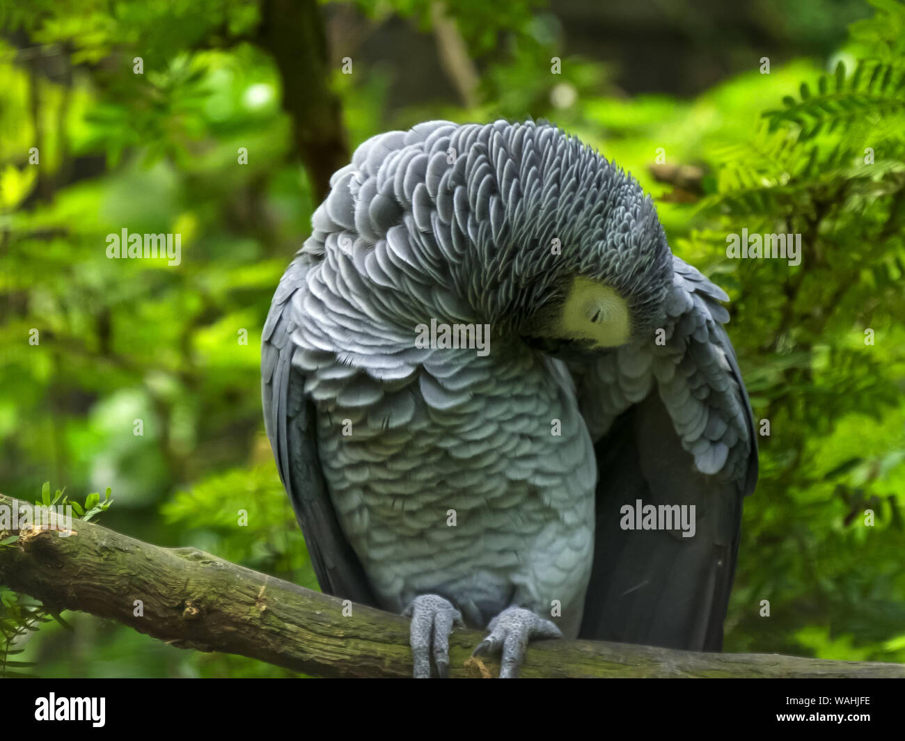 Parrot preening hi-res stock photography and images - Alamy