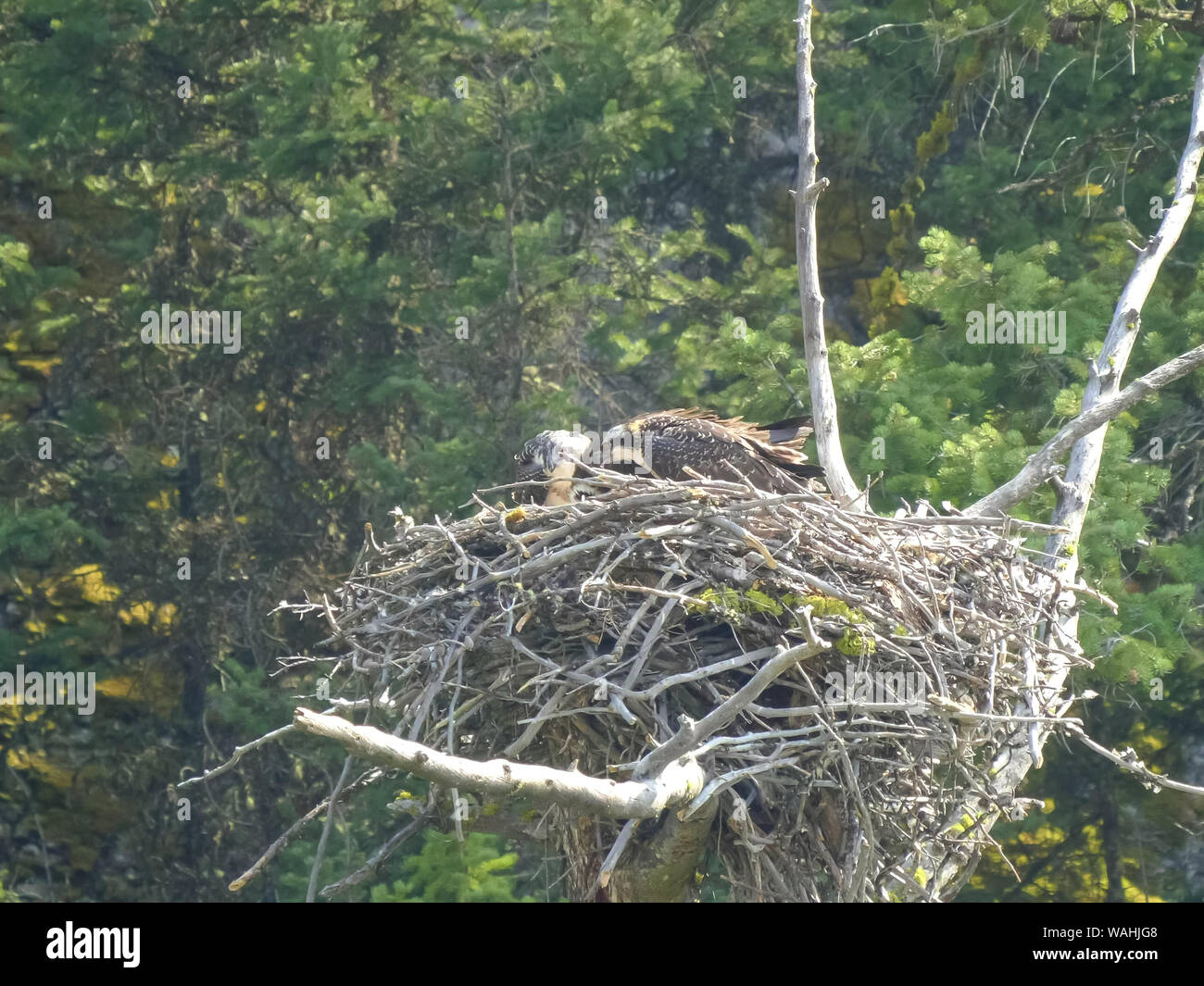 Osprey chicks hi-res stock photography and images - Alamy