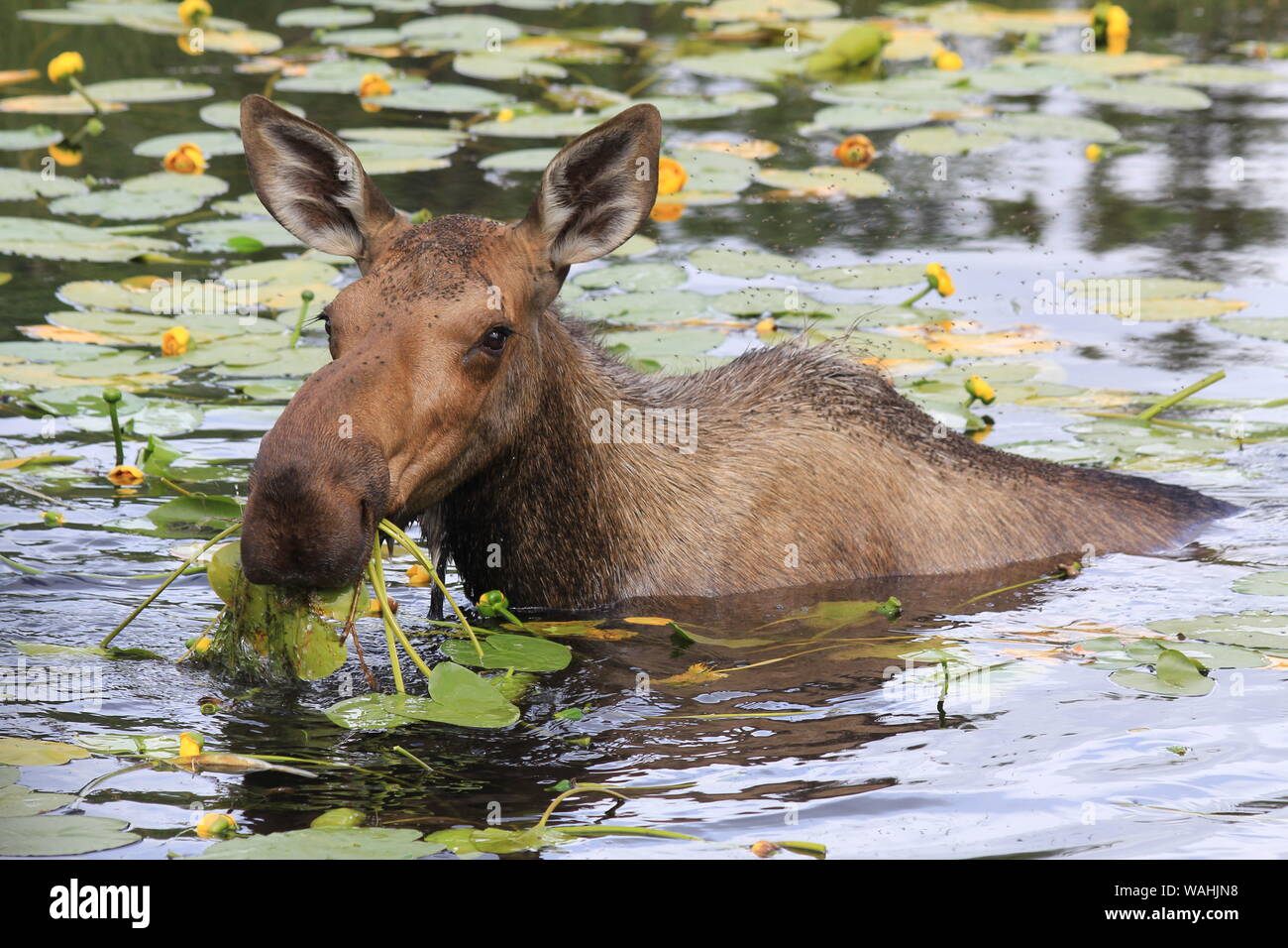 Female moose eating yellow flowers, Alaska Stock Photo - Alamy