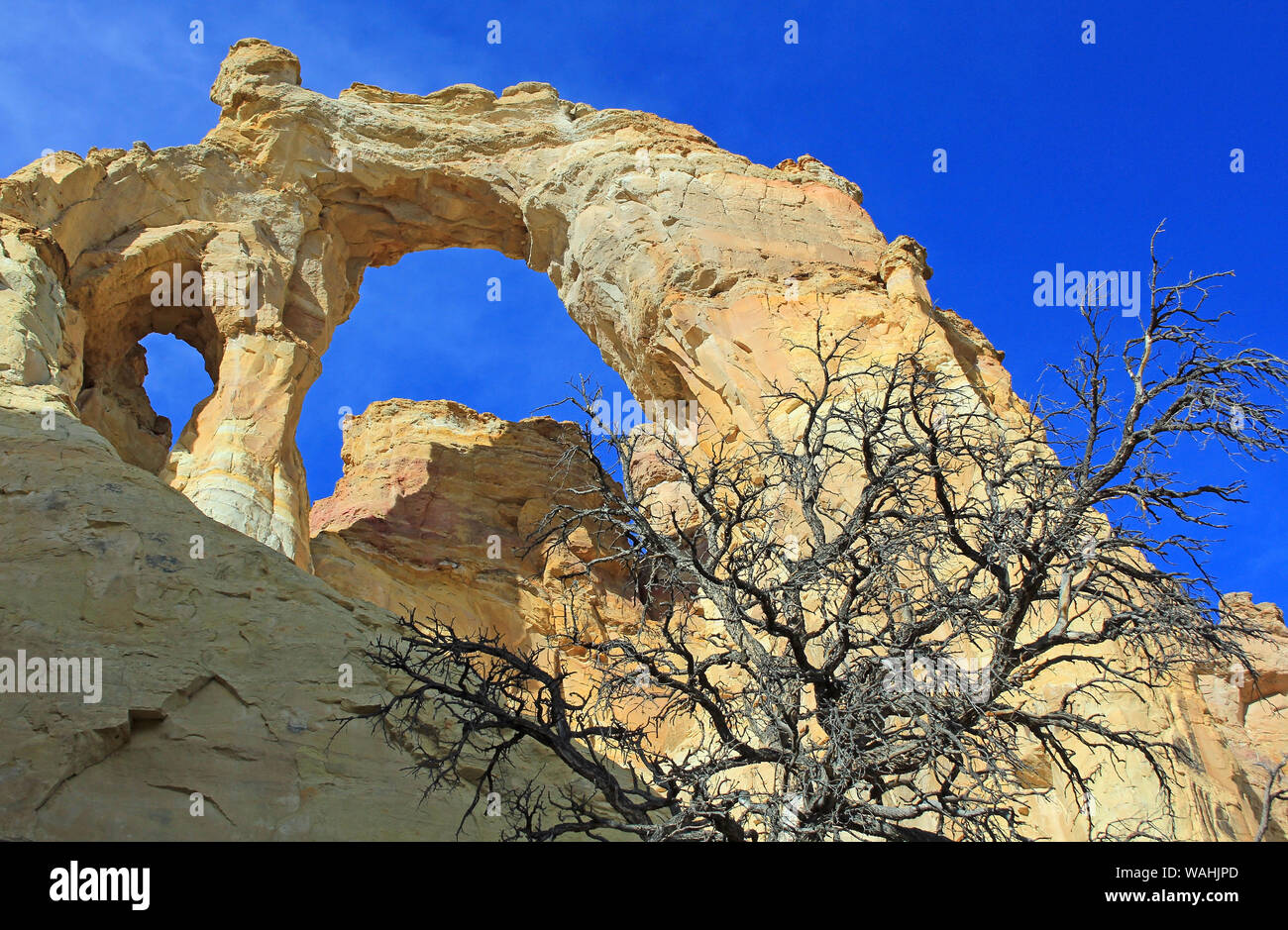 Grosvenor Arch with dead tree - Utah Stock Photo - Alamy