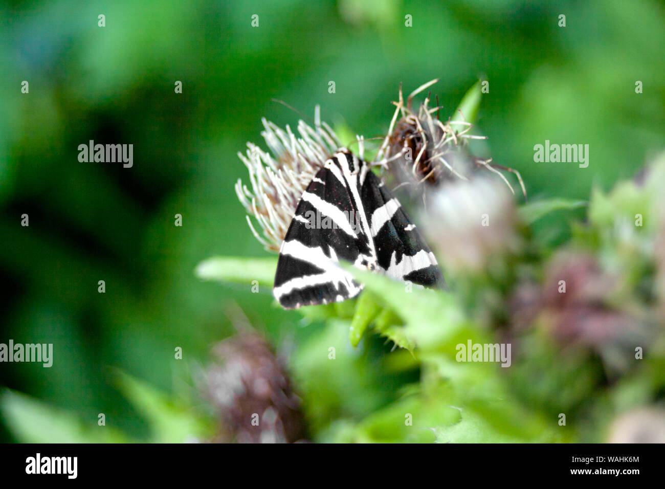 Day flying moths hi-res stock photography and images - Alamy