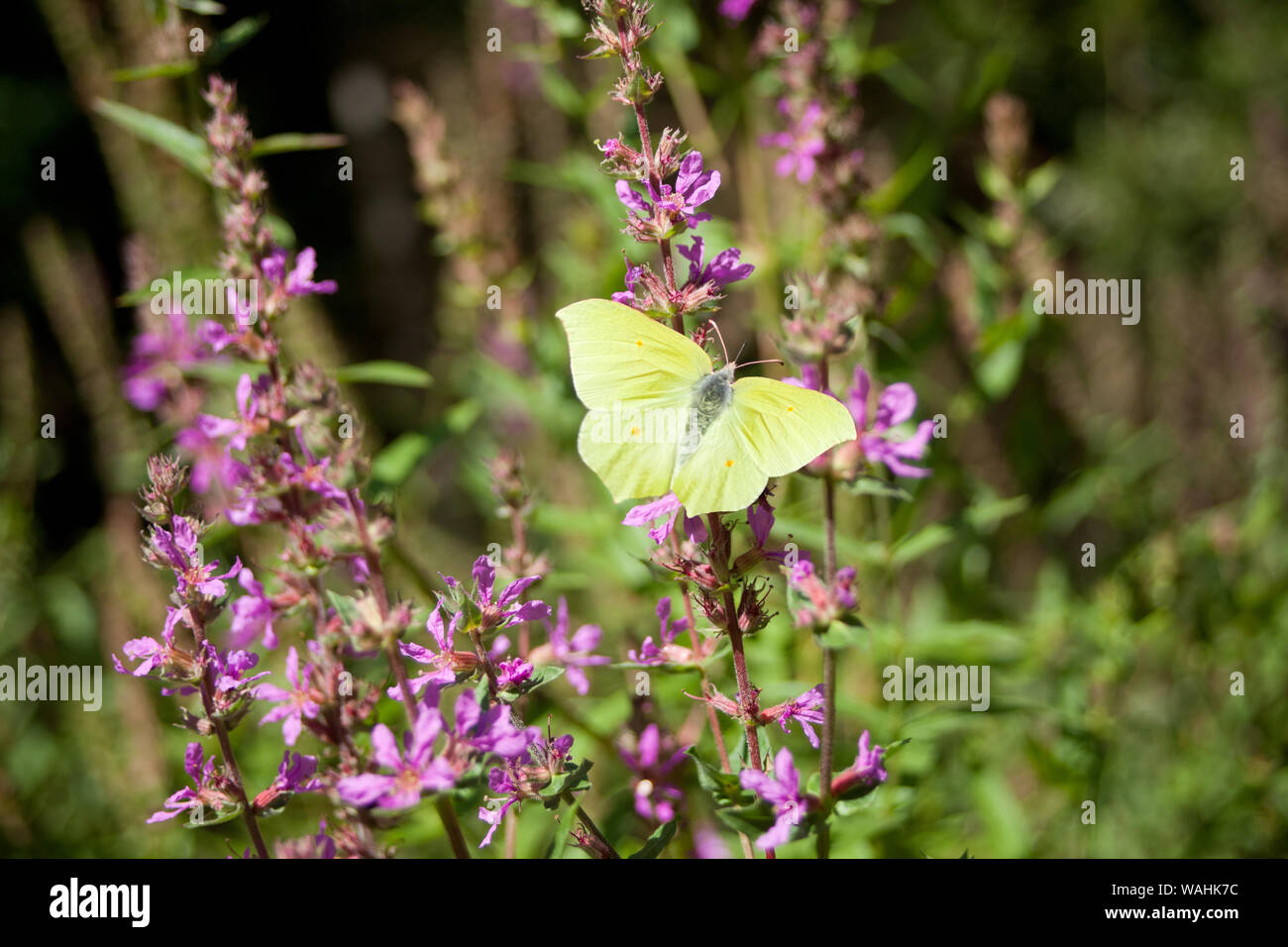 common brimstone - Gonepteryx rhamni yellow butterfly Stock Photo - Alamy