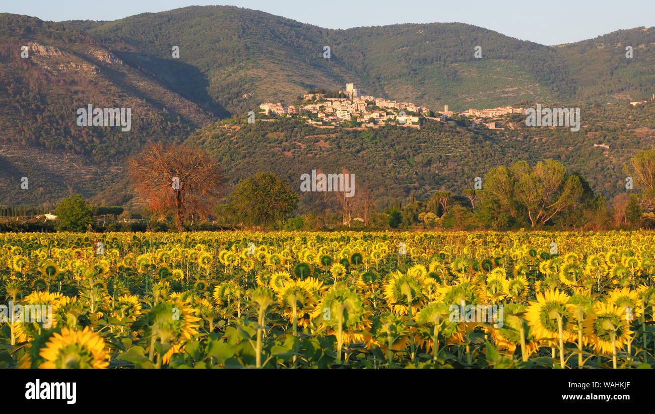 Wonderful sunset and Italian landscape with blooming Helianthus or ...