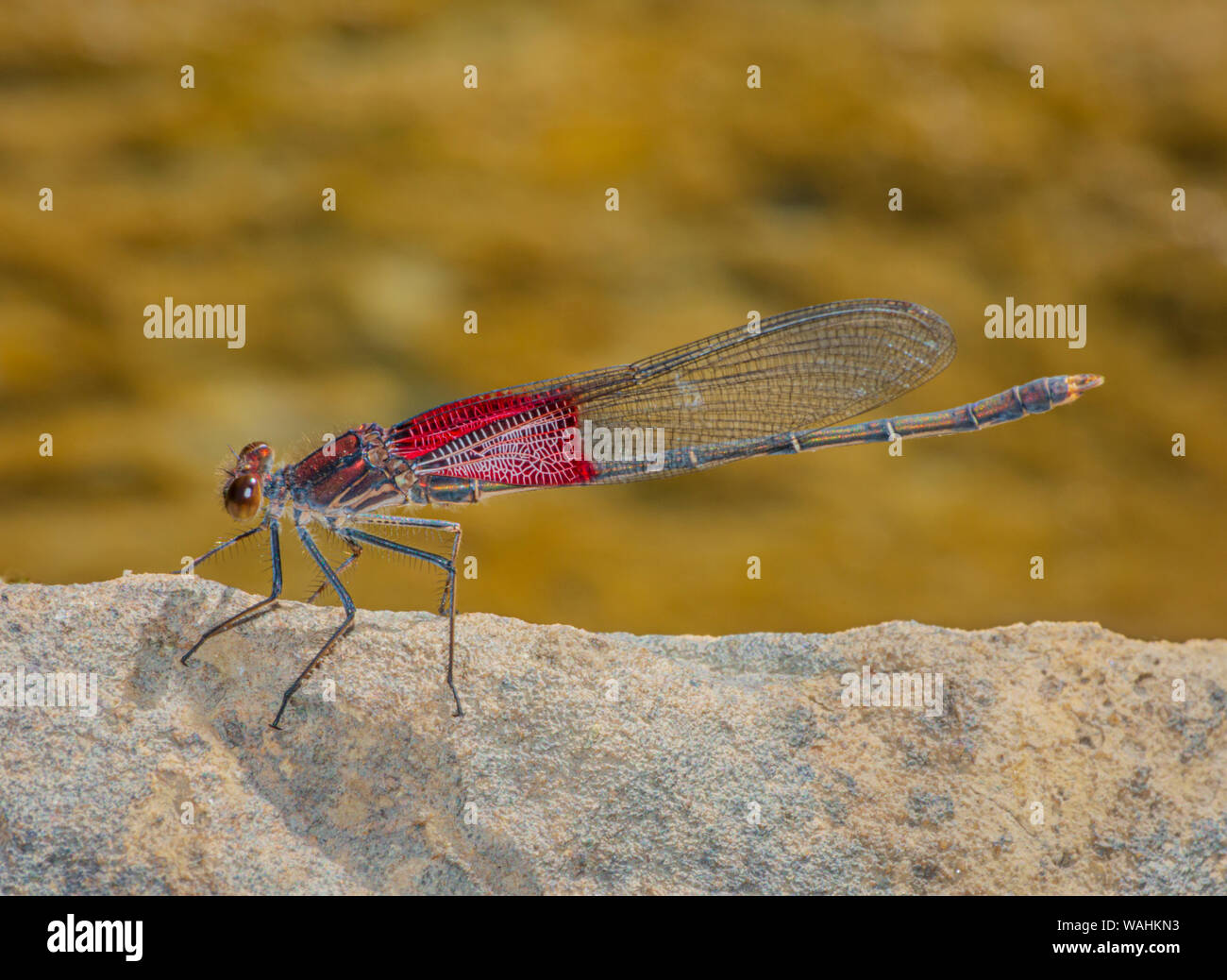 Middle east insects hi-res stock photography and images - Alamy