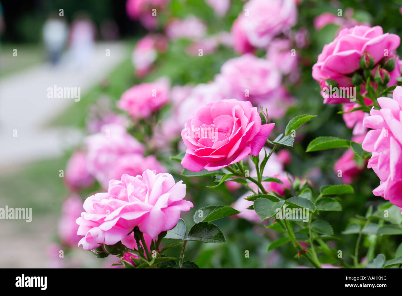 Pink roses bush and walking path on background Stock Photo - Alamy