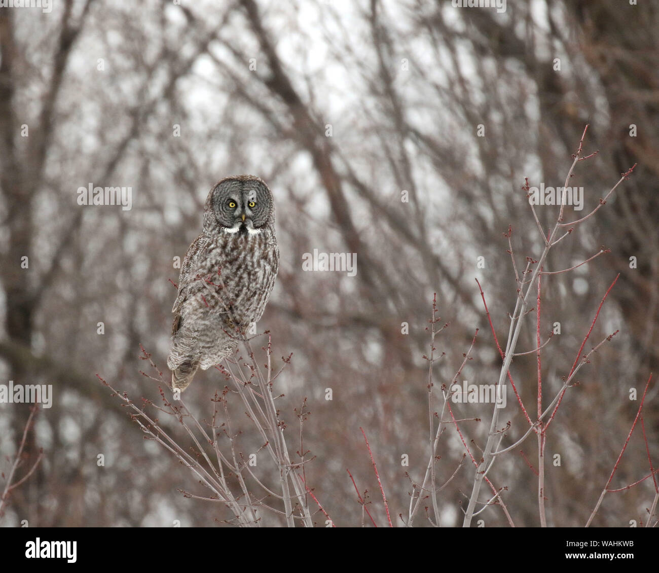 great gray owl Stock Photo - Alamy