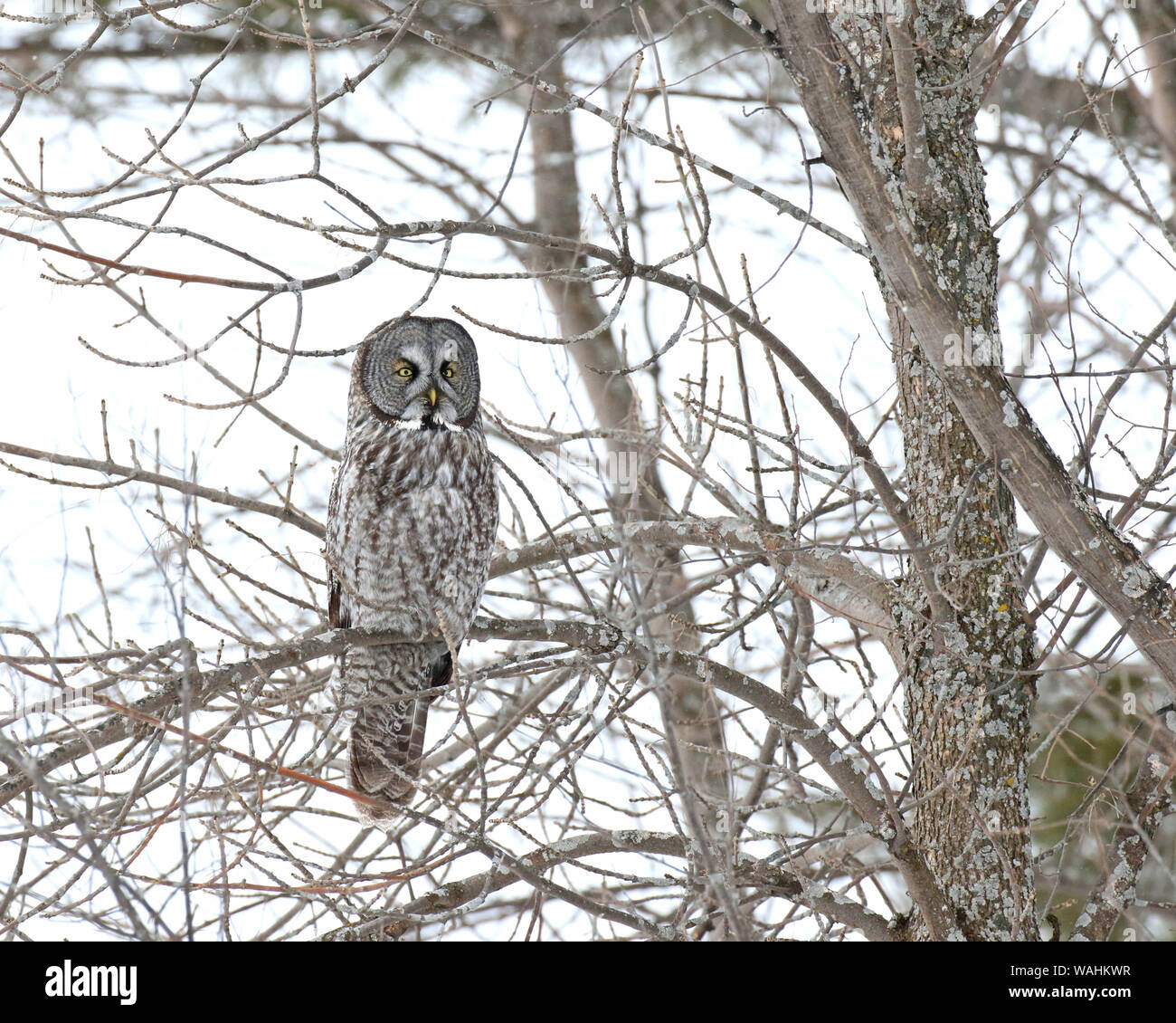 great gray owl Stock Photo - Alamy