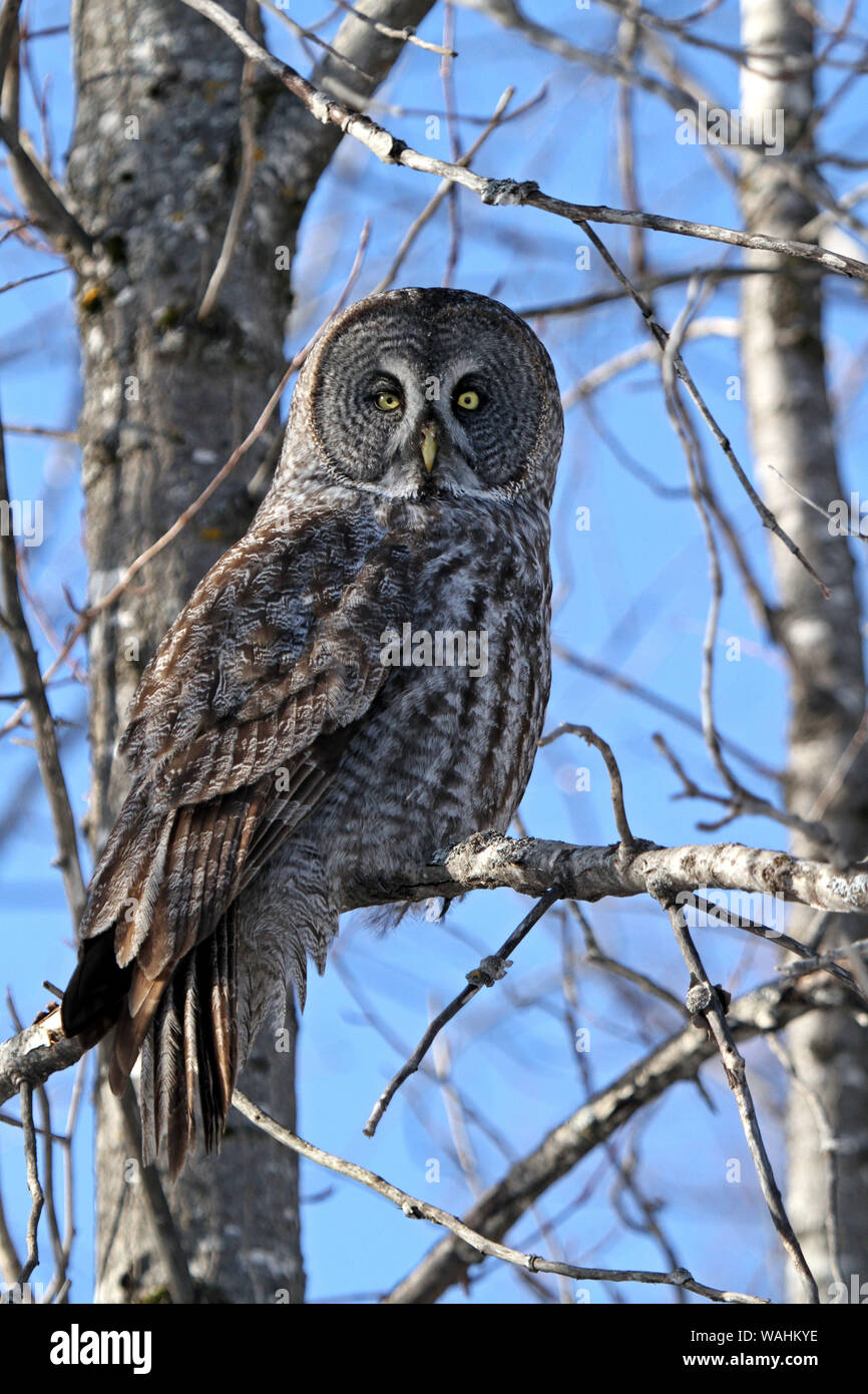 great gray owl Stock Photo - Alamy